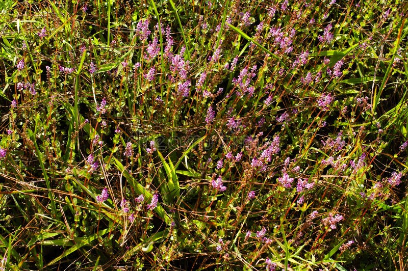 Pink Flower Field on Ground Stock Image - Image of green, orange: 34003875