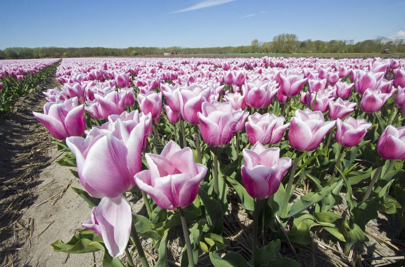 Pink Flower Field in Holland Stock Photo - Image of green, netherlands ...