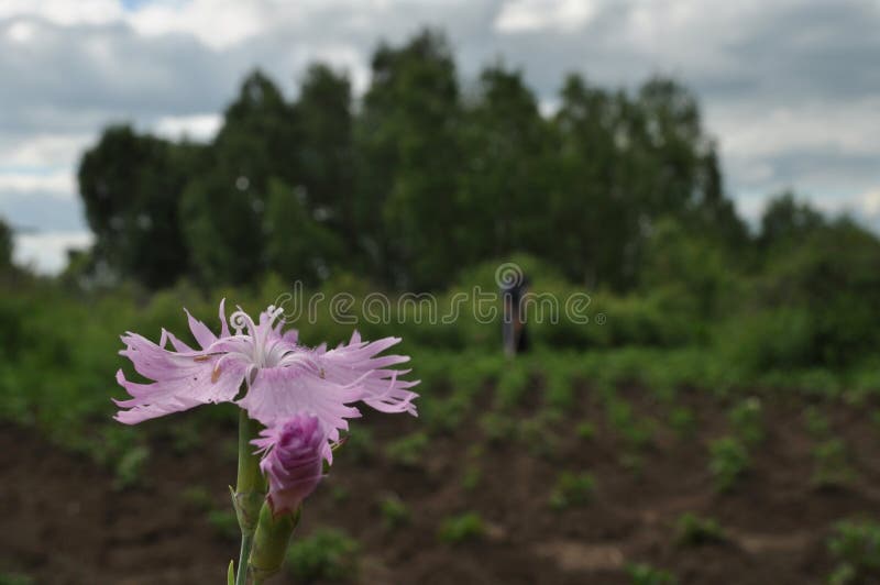Pink Flower on the Field in Spring Stock Photo - Image of small, forest ...