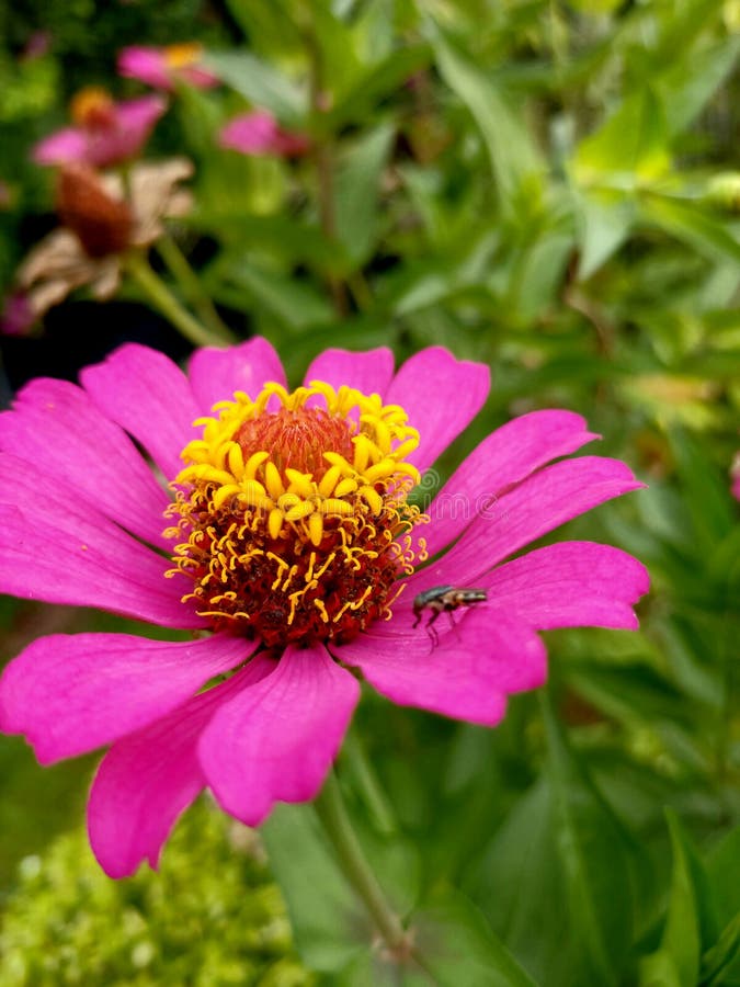 Pink Flower with Flower Flies Stock Image - Image of flower, petal ...