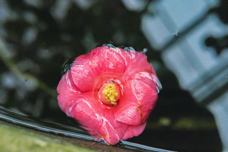 Pink Flower Floating in the Water Stock Image - Image of single, food ...
