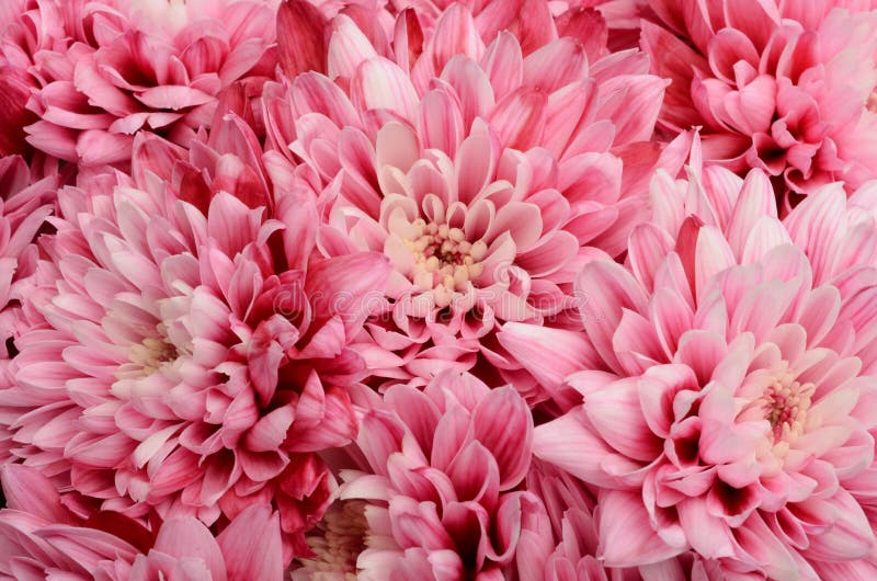 Pink Flower for Floral Background or Texture Stock Image - Image of ...