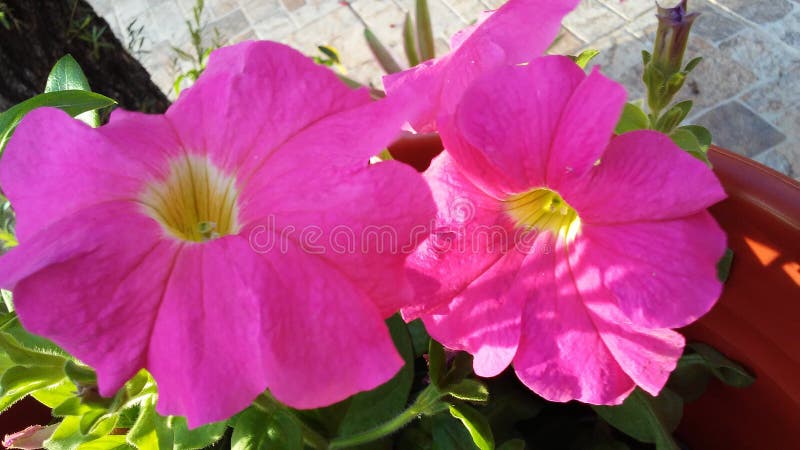 Pink Flowerbin Stock Photos - Free & Royalty-Free Stock Photos from ...