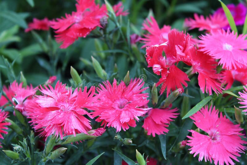 Pink flower stock photo. Image of carolina, flower, shrub - 91033660