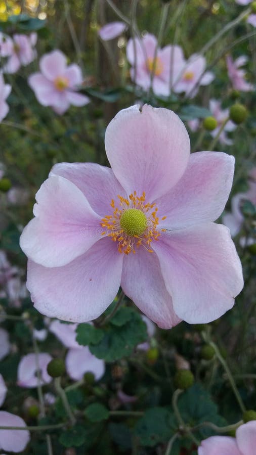 Rotto Botanico Stock Photos - Free & Royalty-Free Stock Photos from ...