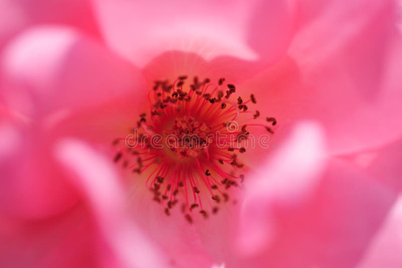 Pink flower stock photo. Image of water, smell, represent - 41795584