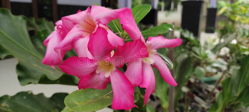 Pink flower in full bloom stock image. Image of purple - 258080125