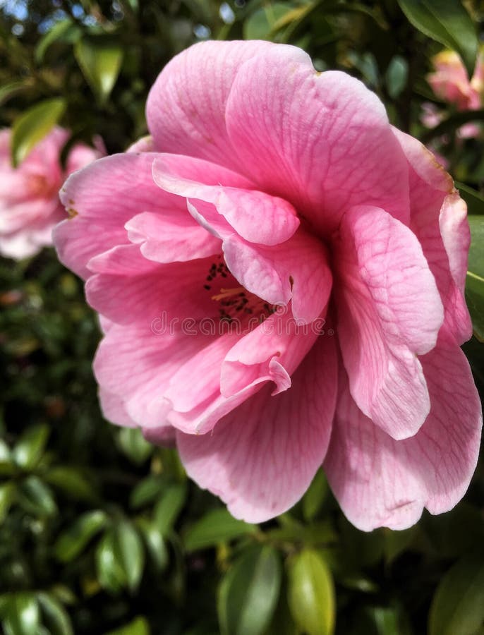 Pink stock image. Image of delicate, bush, bloom, shrub - 91984039