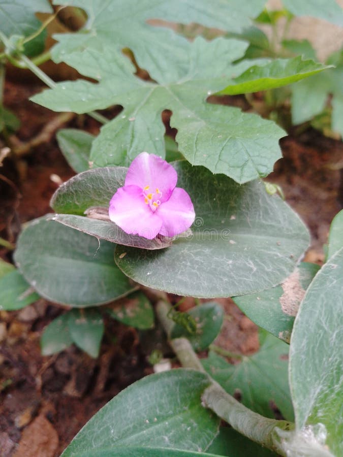 Pink Flower in Full Spring Bloom Stock Photo - Image of plant, spring ...