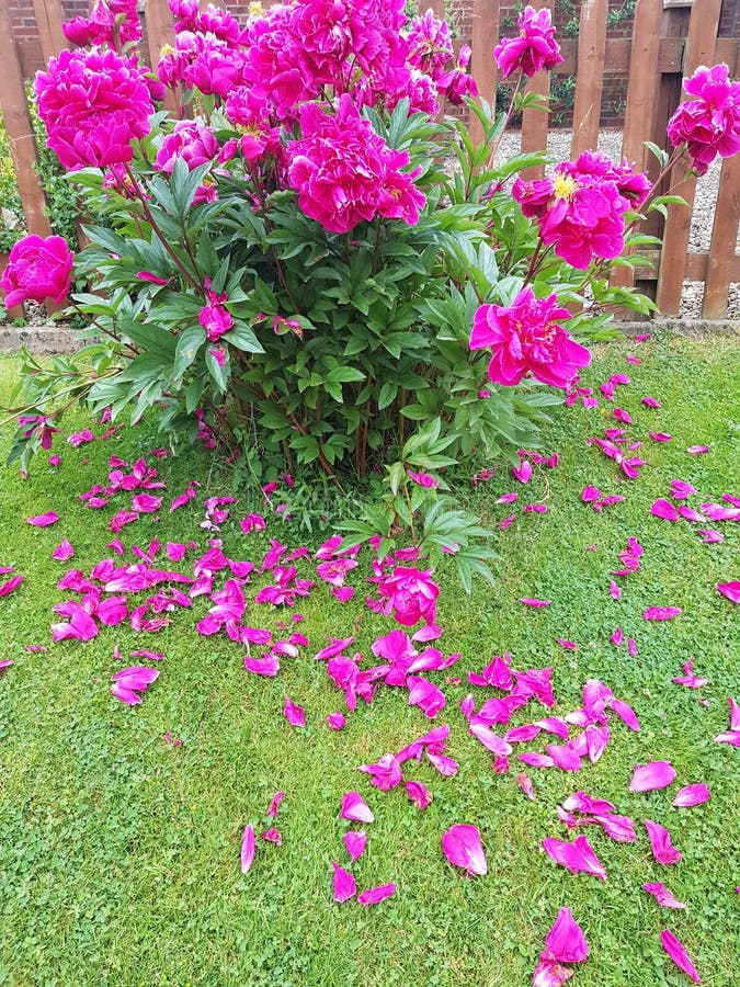 Pink flower in the garden stock image. Image of meadow - 221730717