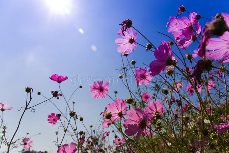 Pink flower garden stock photo. Image of beauty, summer - 22681448