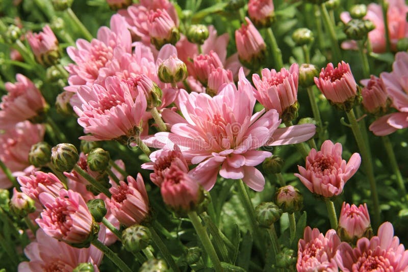 Pink flower in the garden stock image. Image of flower - 2890929