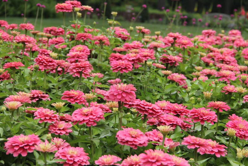Pink Flower Garden stock image. Image of summer, grow - 97988785