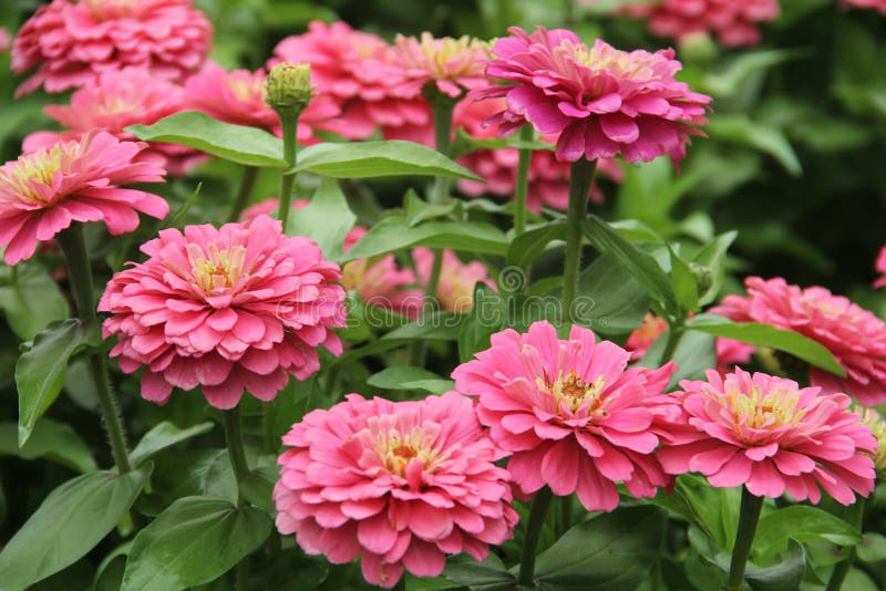 Pink Flower Garden stock image. Image of spring, summer - 97988799