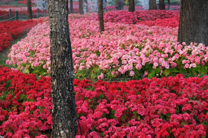 Pink flower garden stock image. Image of blooming, flowerbeds - 54017009