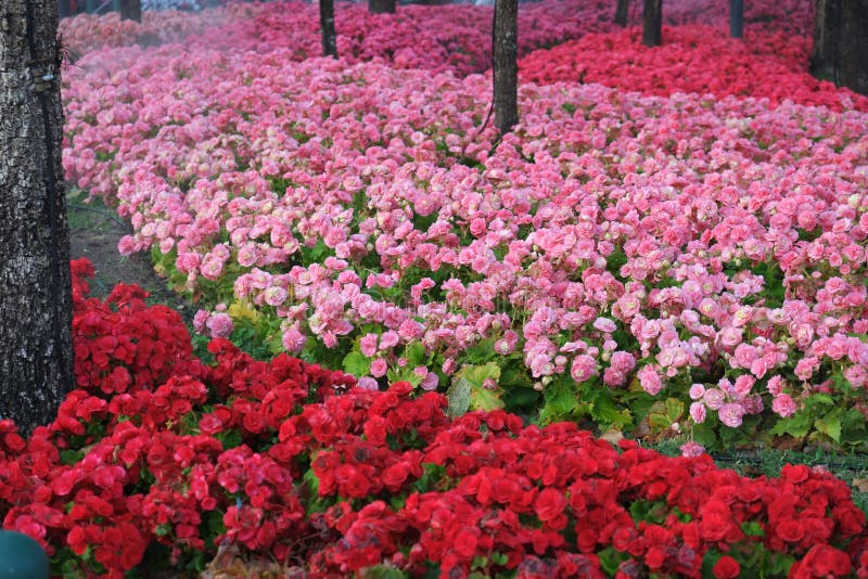 Pink flower garden stock photo. Image of beautiful, bloom - 54017054