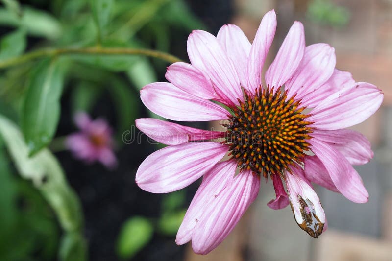 The Pink Flower in the Garden is Missing Part of the Flower. Stock ...