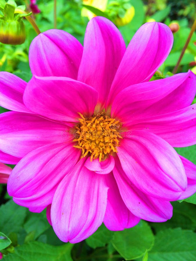 Onepinkflower Stock Photos - Free & Royalty-Free Stock Photos from ...