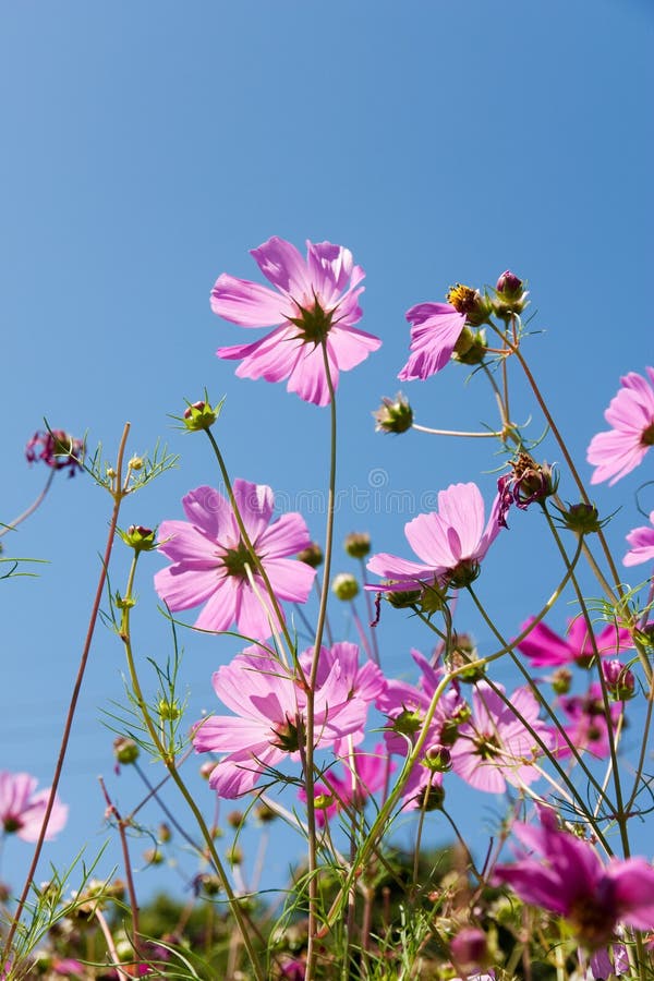 Pink Flower Garden in Summer Time Stock Image - Image of postcard ...