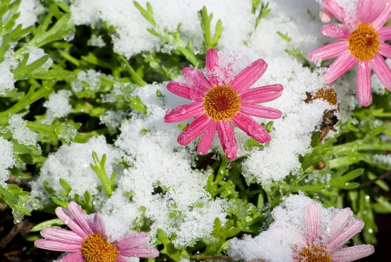Pink Flower with a Glistening Coating of Snow Stock Photo - Image of ...