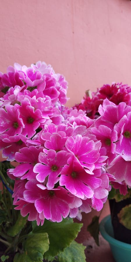 Pink Flower Good for Health Stock Photo - Image of lilac, shrub: 180506580