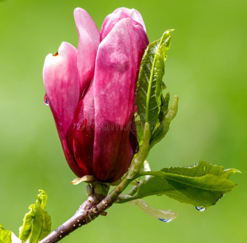 A Pink Flower with a Green Leaf is Drooping Down Stock Photo - Image of ...