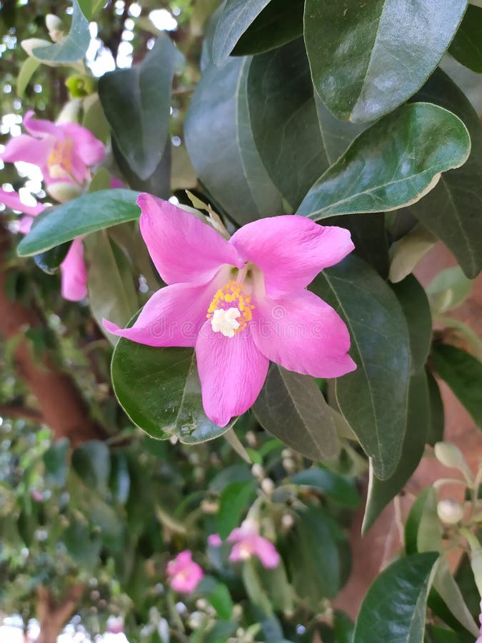 Pink Flower on Green Leaf Tree Stock Image - Image of pink, leaf: 150384745