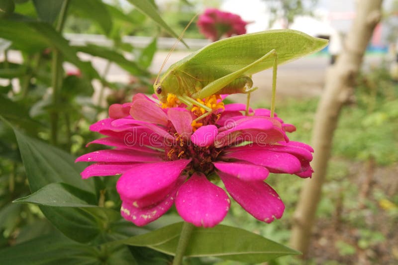 Pink Flower and Green Locust Stock Photo - Image of fauna, plant: 269388224