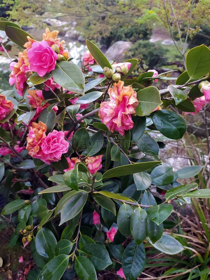 Pink Flower in Green Natural Scene for Creative Ideas Stock Photo ...