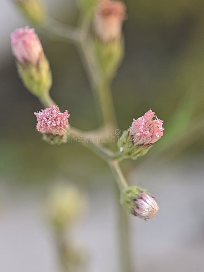 Pink Flower and Green Stalk Stock Photo - Image of nature, spring ...
