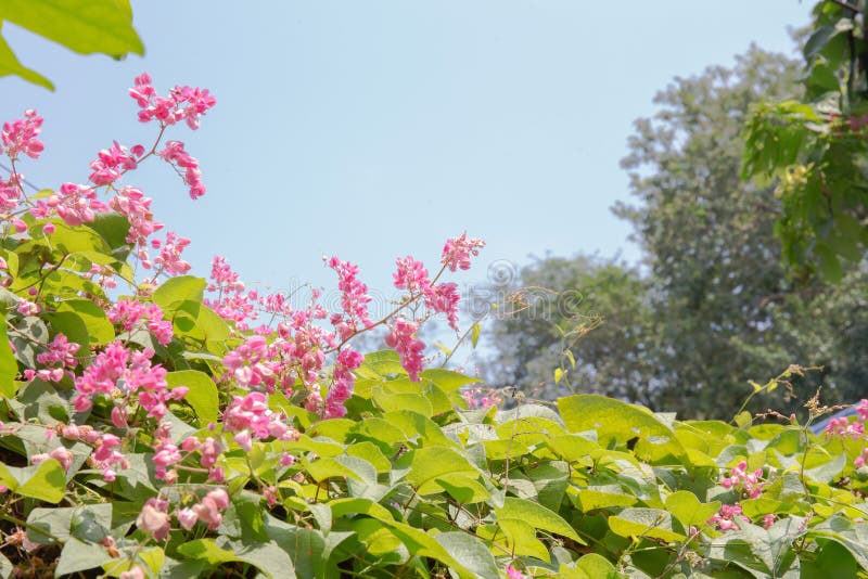 Pink flower stock image. Image of desert, leaf, plant - 61389981