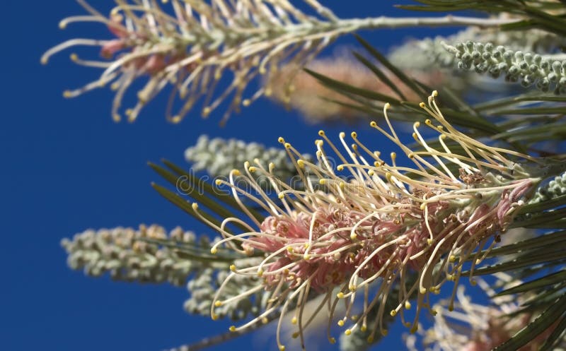 Pink Flower Grevillea Australian Native Plant Stock Photo - Image of ...
