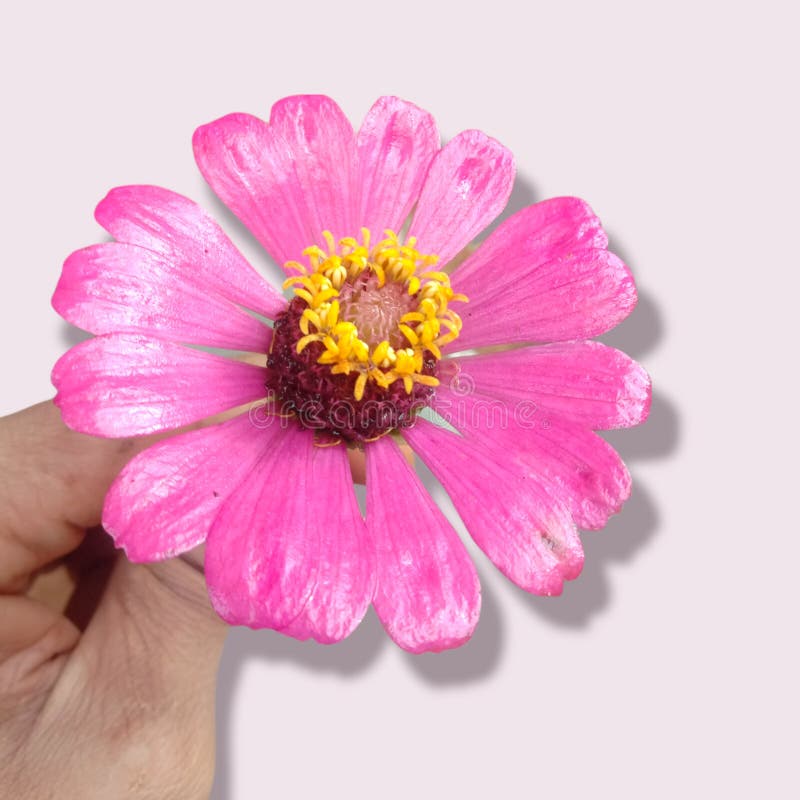 Pink Flower at hand stock photo. Image of rose, violet - 237900960
