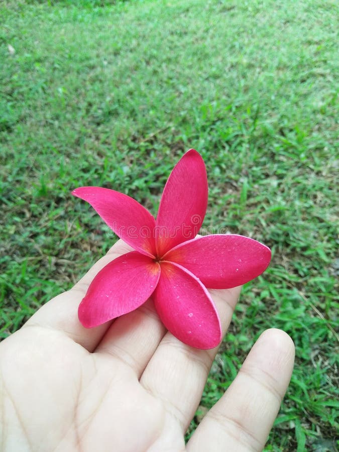 Pink flower stock image. Image of flower, pink, hand - 74097763