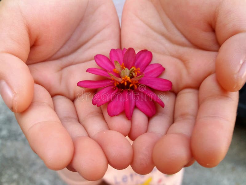 Pink flower on hand stock photo. Image of pinkflower - 121761744