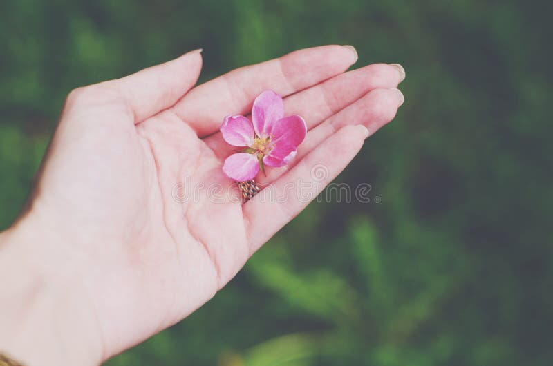Pink flower in the hand stock image. Image of beautiful - 54269091