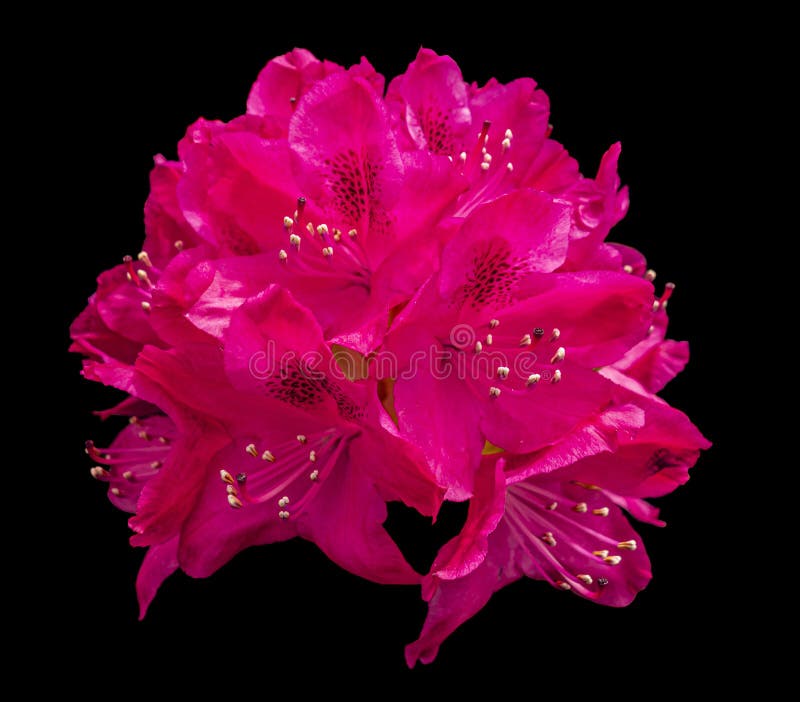 Pink flower head stock photo. Image of vibrant, pink - 188529318