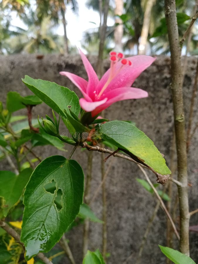 Pink Flower Here Inside Our Garden Stock Photo - Image of garden ...