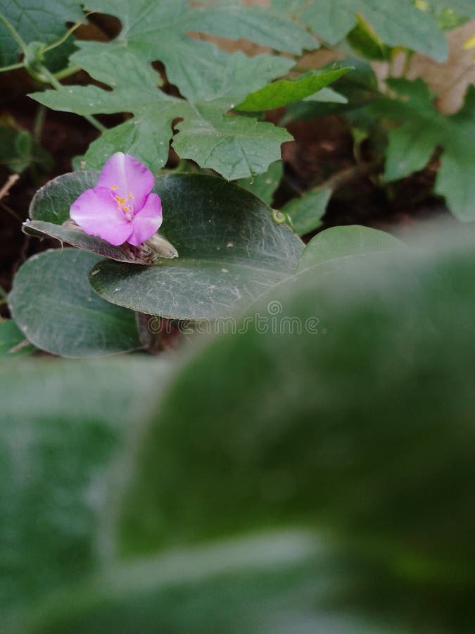 Pink Flower of the White Velvet Plant Hinting from Behind the Bush ...