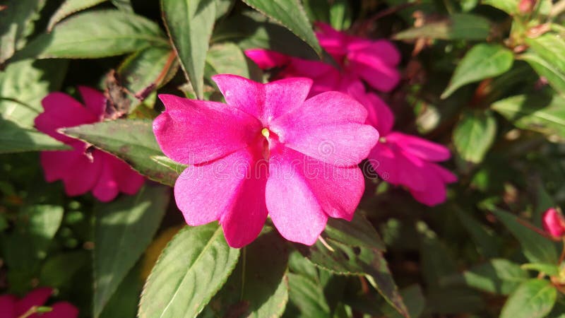 Pink flower stock image. Image of fall, pink, flower - 103745895