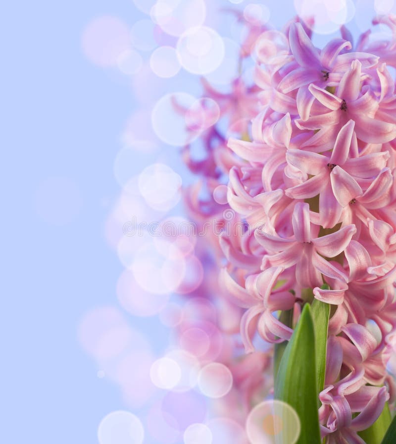 Pink flower hyacinth stock photo. Image of closeup, flowers - 30610186