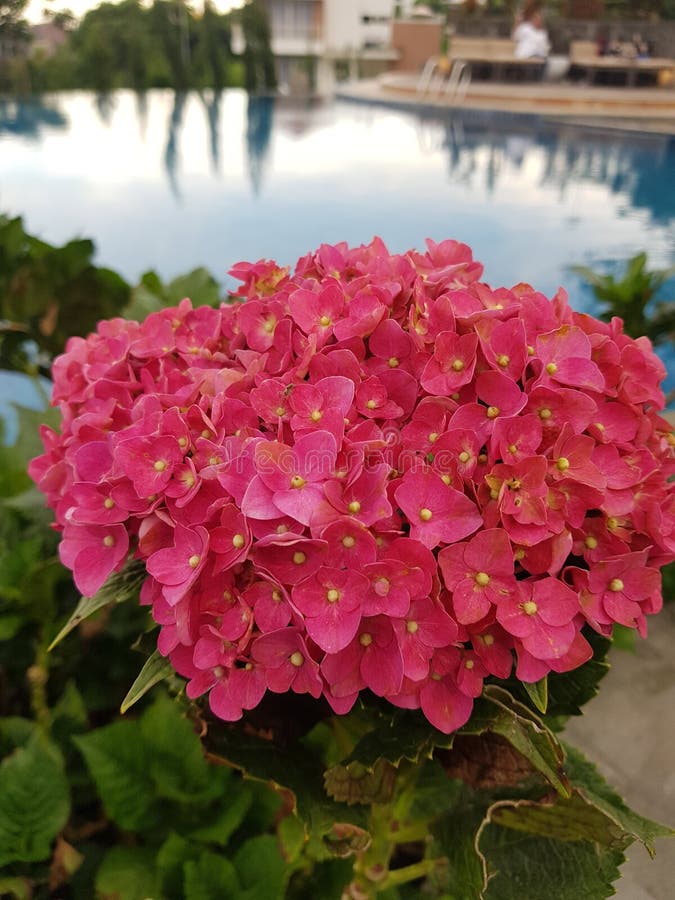 Pink Flower of Hydragea in the Pool Stock Photo - Image of hydragea ...