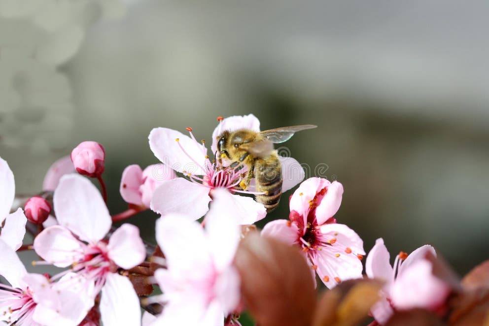 Pink flower stock image. Image of pollen, plant, cherry - 50566859