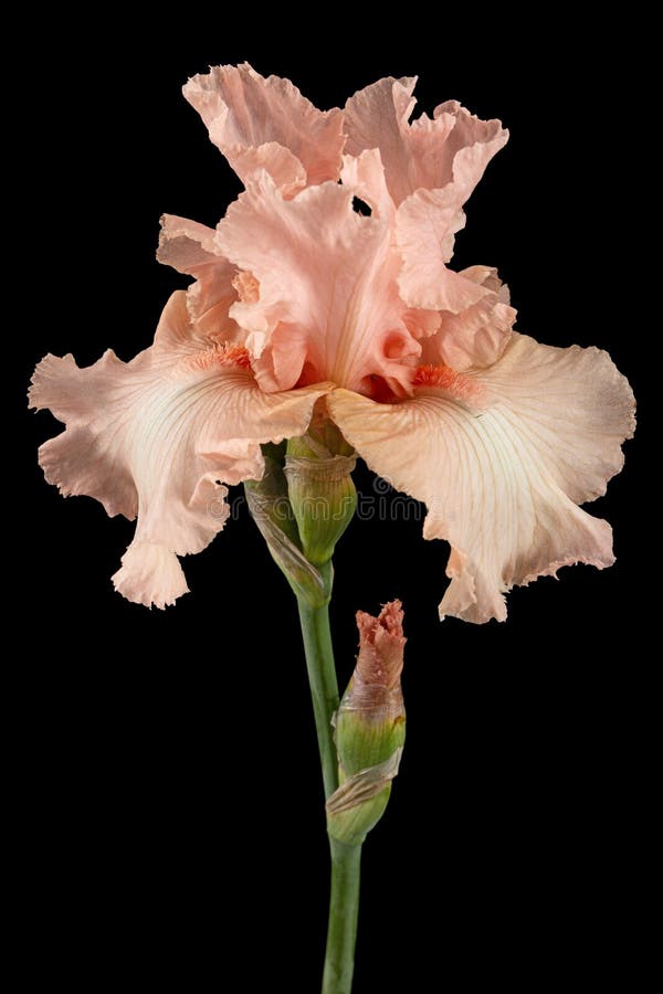 Pink Flower of Iris, Isolated on Black Background Stock Photo - Image ...