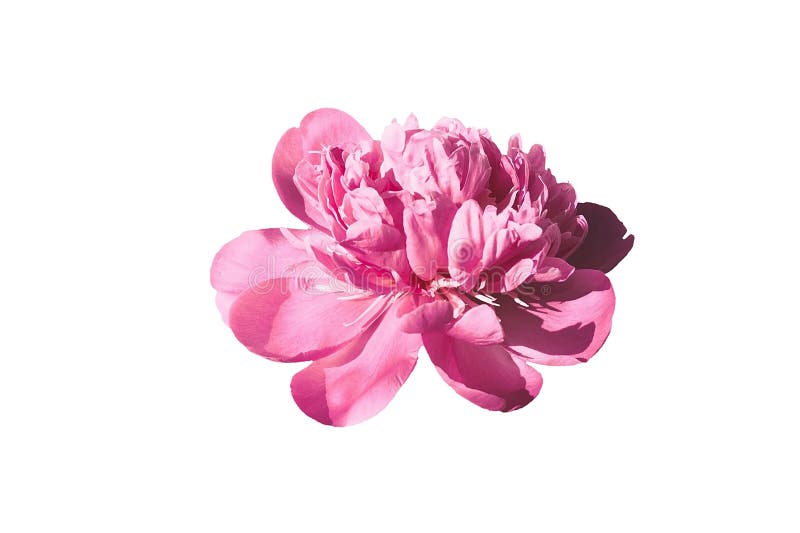 Pink Flower Isolated on White Background - Image Stock Image - Image of ...