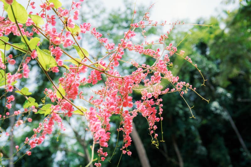 Pink Flower of Ivy in Garden Stock Photo - Image of fence, gardening ...