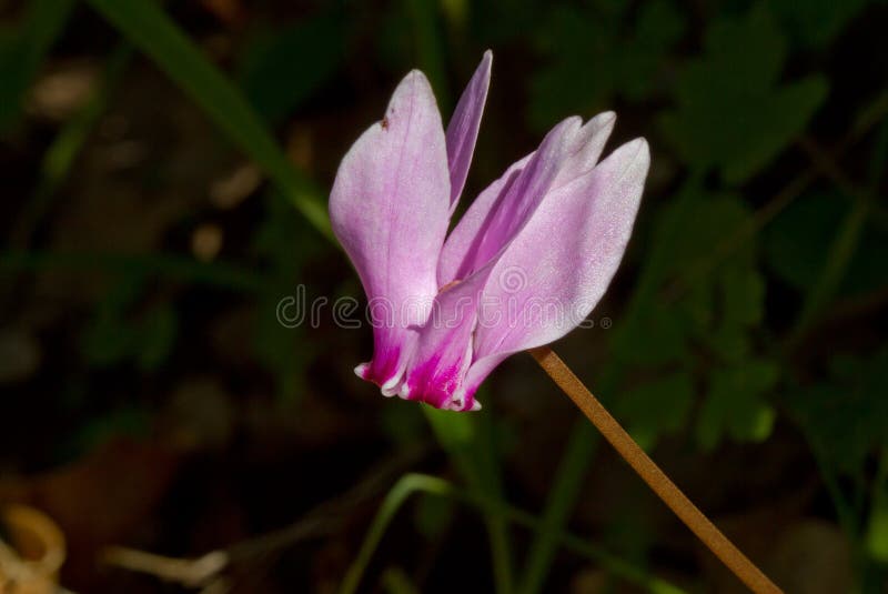 Pink Flower of Ivy-leaved Cyclamen Stock Photo - Image of macro, bloom ...