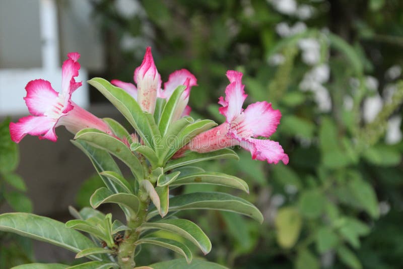 Pink flower and leaf stock photo. Image of pink, petal - 181925154