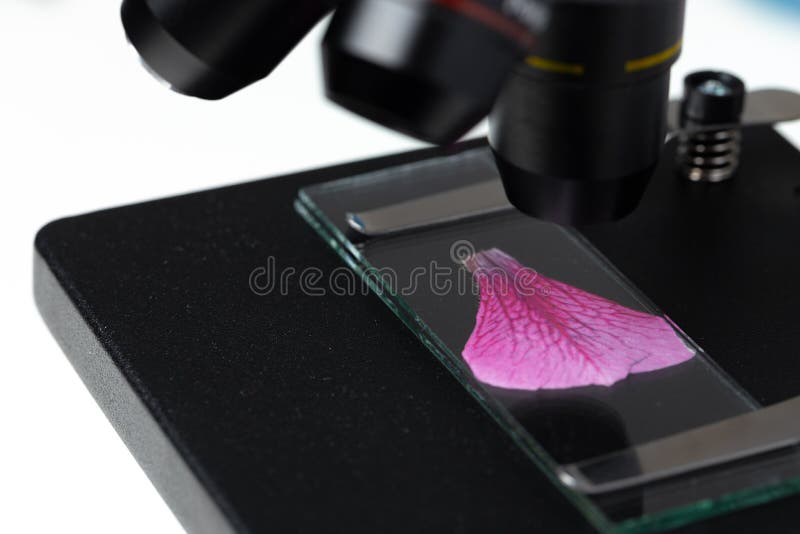 254 Microscope Slide Leaf Photos - Free & Royalty-Free Stock Photos ...