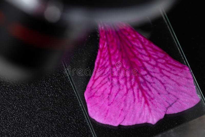 Pink Flower Leaf on a Glass Slide on a Microscope Stock Photo - Image ...